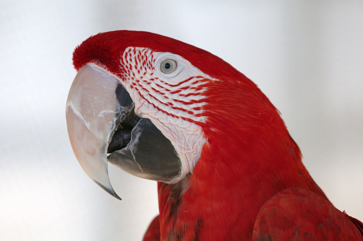 Macaw Personality, Food & Care – Pet Birds by Lafeber Co.