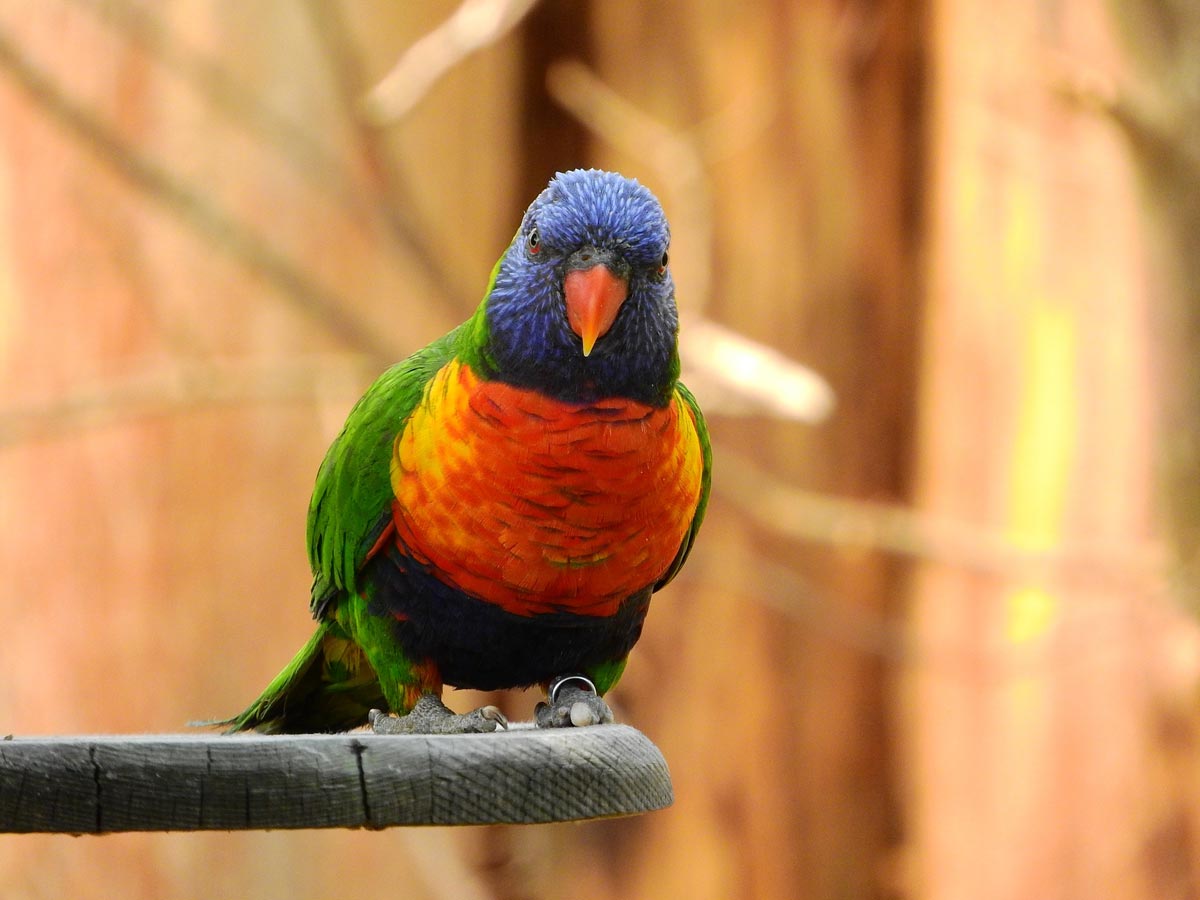 Your Bird's Home – Pet Birds by Lafeber Co.