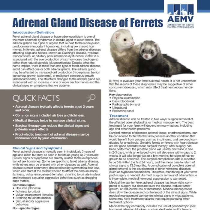 LafeberVet: for exotic animal veterinary medicine professionals