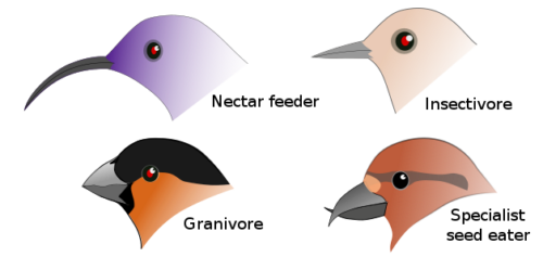 Passerine Anatomy & Physiology Basics - LafeberVet