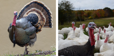 Galliform Anatomy Basics - LafeberVet