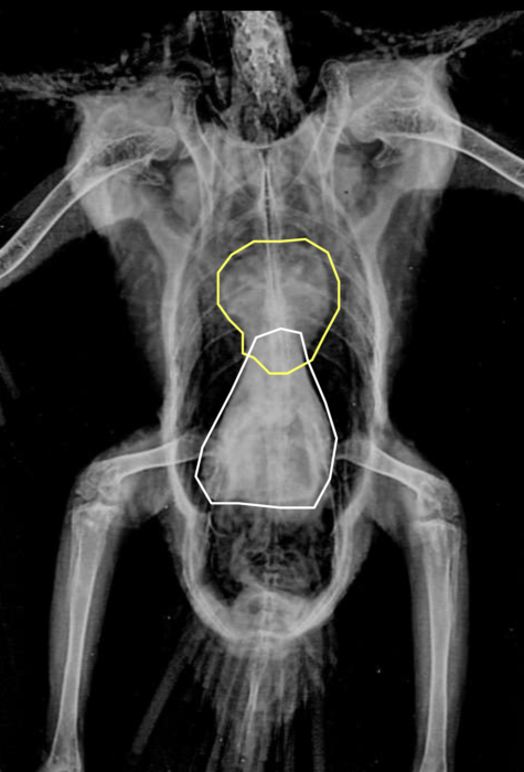 Radiology in Birds: Imaging the Possibilities - LafeberVet