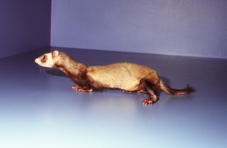 Pancreatic Beta Cell Tumors in the Ferret - LafeberVet