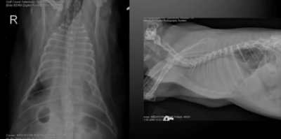 Common Radiographic Findings in the Rabbit - LafeberVet