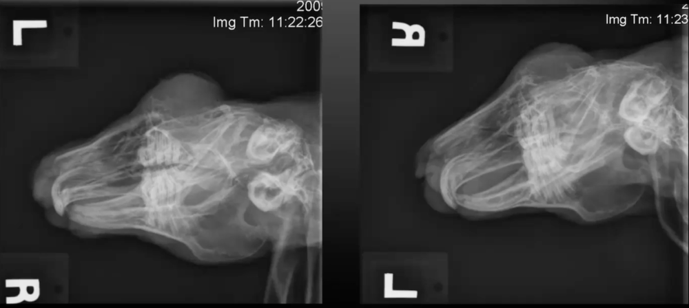 Common Radiographic Findings in the Rabbit - LafeberVet