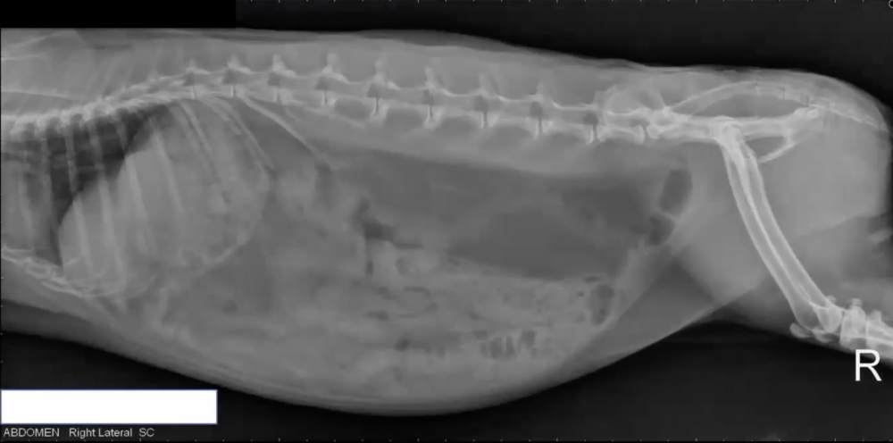 Common Radiographic Findings in the Rabbit - LafeberVet