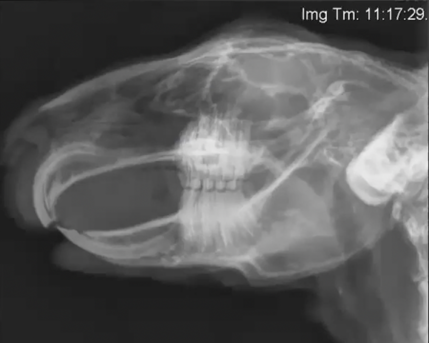 Common Radiographic Findings in the Rabbit - LafeberVet