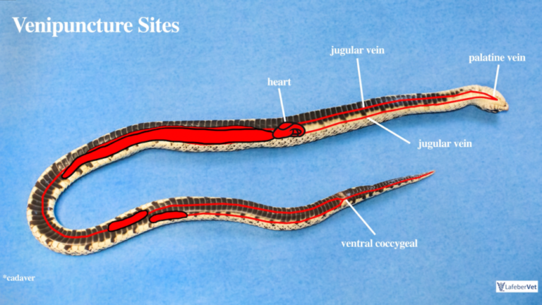 Blood Collection in Snakes - LafeberVet
