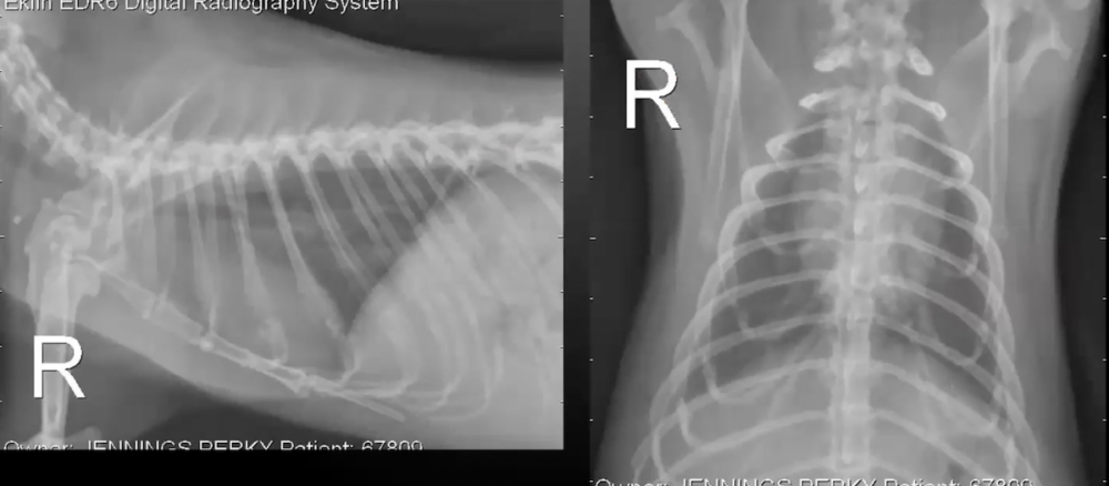 Common Radiographic Findings in the Rabbit - LafeberVet