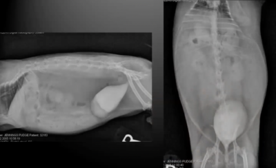 Common Radiographic Findings in the Rabbit - LafeberVet
