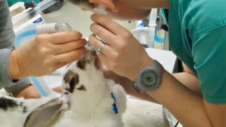 Exotic Small Mammal Anesthesia - LafeberVet