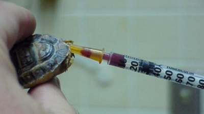 General Principles of Reptile Venipuncture - LafeberVet