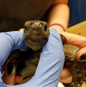 Chelonian Handling and Restraint - LafeberVet