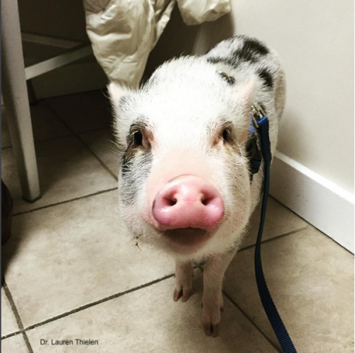 Routine Veterinary Care of the Miniature Pig - LafeberVet