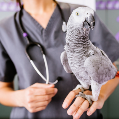 LafeberVet: for exotic animal veterinary medicine professionals