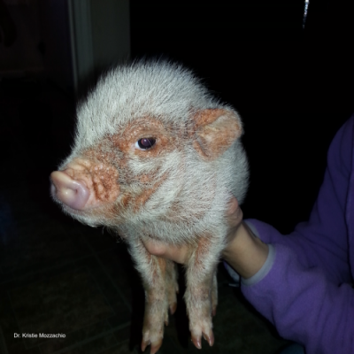 Basic Information Sheet: Miniature Pig - LafeberVet