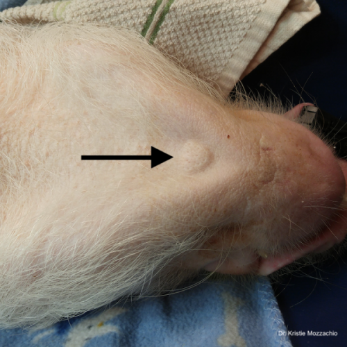 Basic Information Sheet: Miniature Pig - LafeberVet