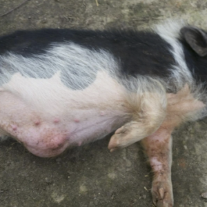 Basic Information Sheet: Miniature Pig - LafeberVet