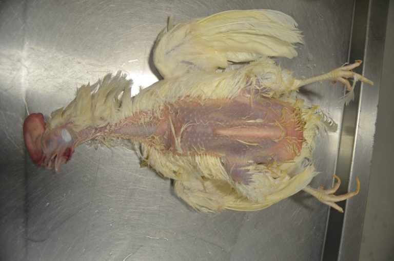A Guide to Avian Necropsy - LafeberVet
