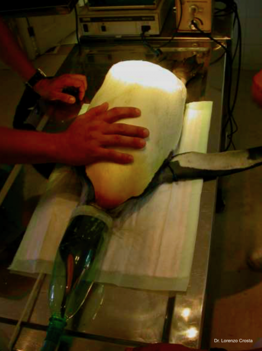 Avian Anesthesia Webinar - LafeberVet