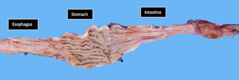 A Necropsy Guide to Serpentes - LafeberVet