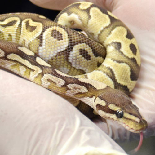 LafeberVet: for exotic animal veterinary medicine professionals