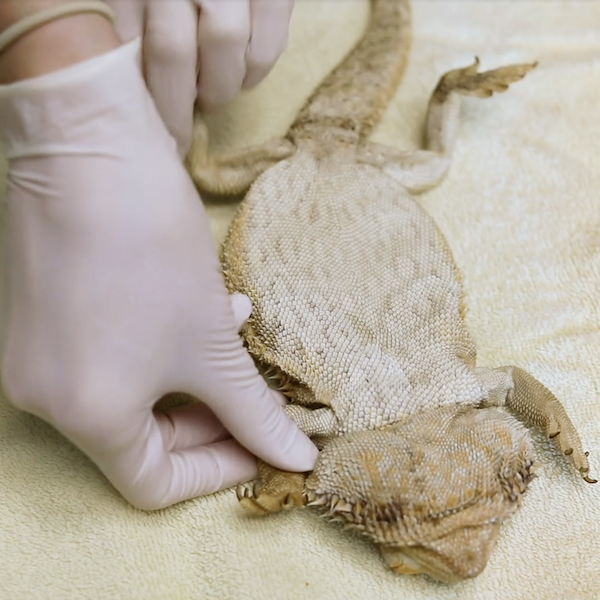 Anesthetic Depth in Exotic Animals: Monitoring the Degree of Central ...
