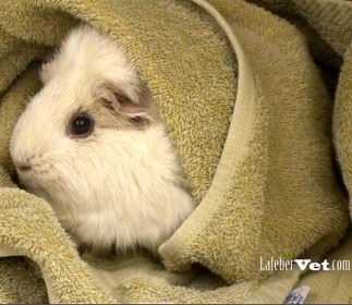 Sedation & Pain Management of Exotic Companion Mammals - LafeberVet