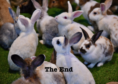 Rabbit Husbandry Basics Slideshow - LafeberVet