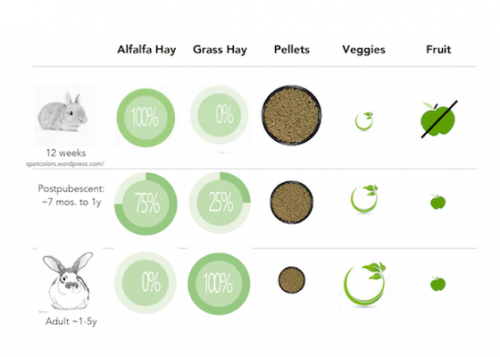 Rabbit Husbandry Basics Slideshow - LafeberVet