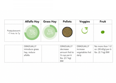 Rabbit Husbandry Basics Slideshow - LafeberVet