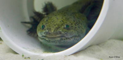 Basic Information Sheet: Axolotl - LafeberVet