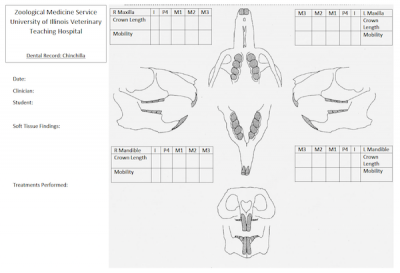 Rabbit and Large Herbivorous Rodent Dental Disease - LafeberVet