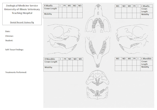 Rabbit and Large Herbivorous Rodent Dental Disease - LafeberVet
