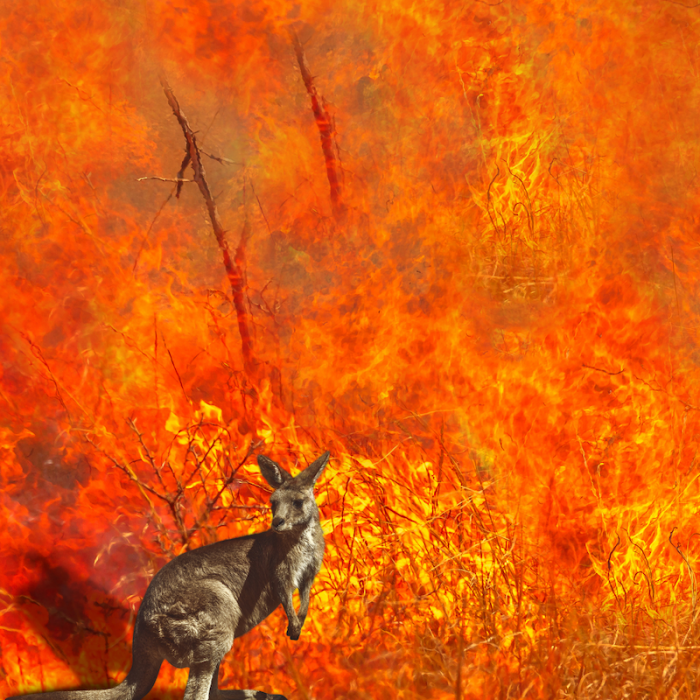 Australian Wildfire & Wildlife Insights - LafeberVet