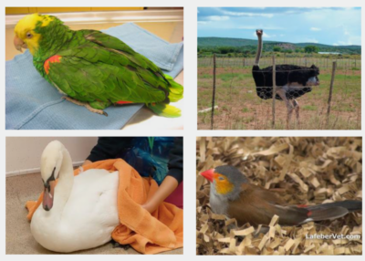 Avian Euthanasia: Welfare Considerations & Clinical Techniques - LafeberVet