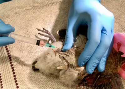 Avian Euthanasia: Welfare Considerations & Clinical Techniques - LafeberVet