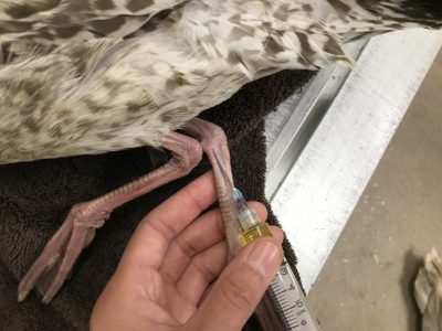 Avian Euthanasia: Welfare Considerations & Clinical Techniques - LafeberVet