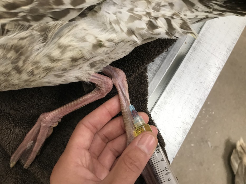 Avian Euthanasia: Welfare Considerations & Clinical Techniques - LafeberVet