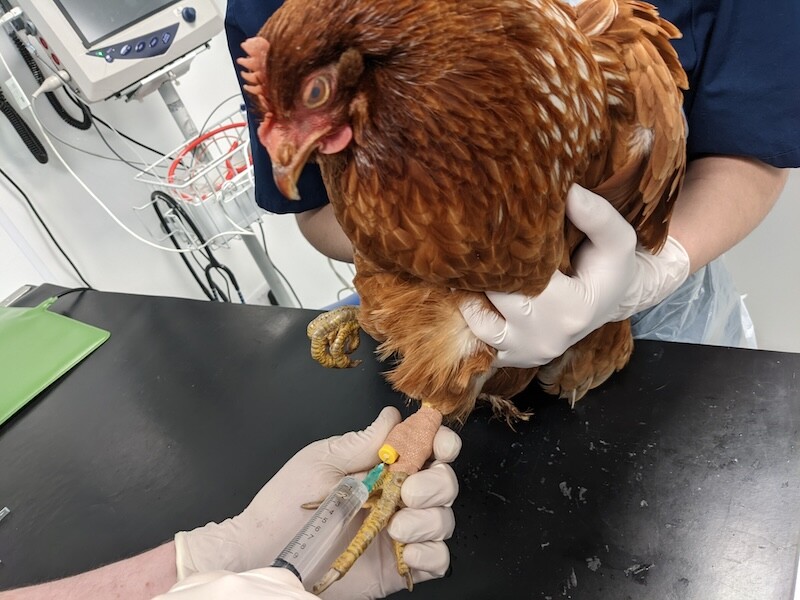 Avian Euthanasia: Welfare Considerations & Clinical Techniques - LafeberVet