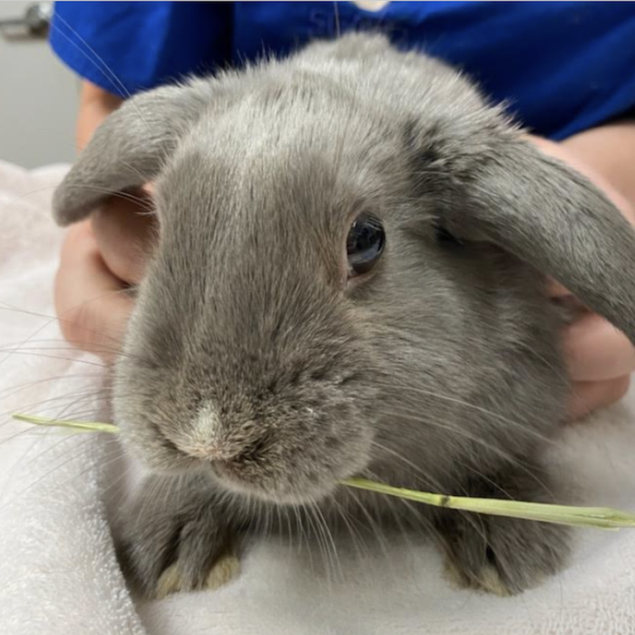 Gastrointestinal Stasis in Rabbits - LafeberVet