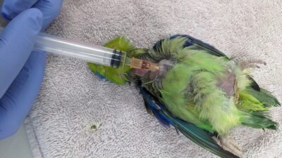 Avian Euthanasia: Welfare Considerations & Clinical Techniques - LafeberVet