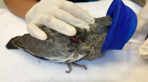 Avian Euthanasia: Welfare Considerations & Clinical Techniques - LafeberVet