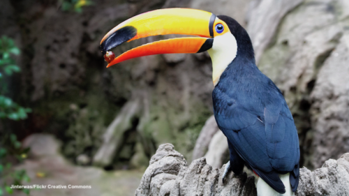 Basic Information Sheet: Ramphastidae - LafeberVet