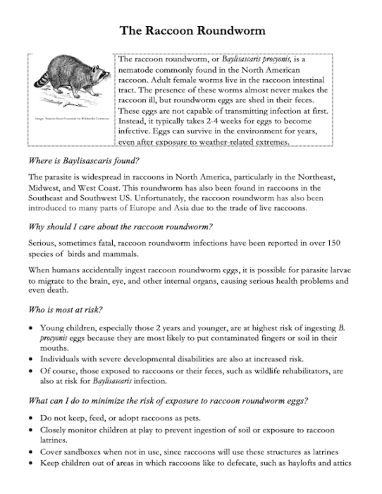 The Raccoon Roundworm - LafeberVet