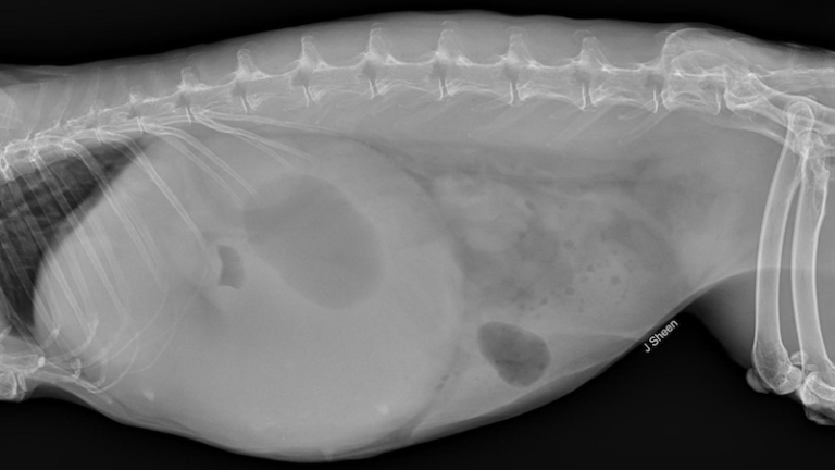Decision Making in Rabbit Gastrointestinal Syndrome - LafeberVet