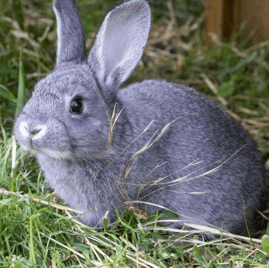 LafeberVet: for exotic animal veterinary medicine professionals