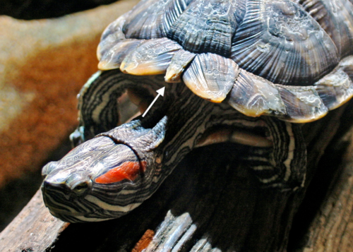 Blood Collection in Turtles and Tortoises - LafeberVet