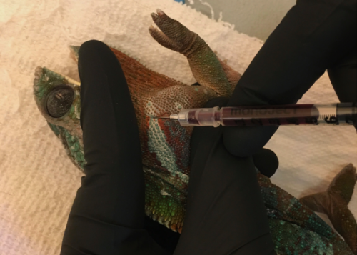 Blood Collection in Lizards - LafeberVet