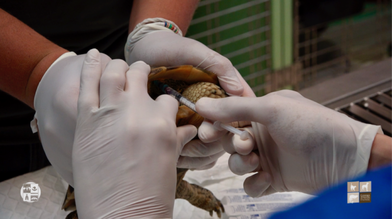 Blood Collection in Turtles and Tortoises - LafeberVet